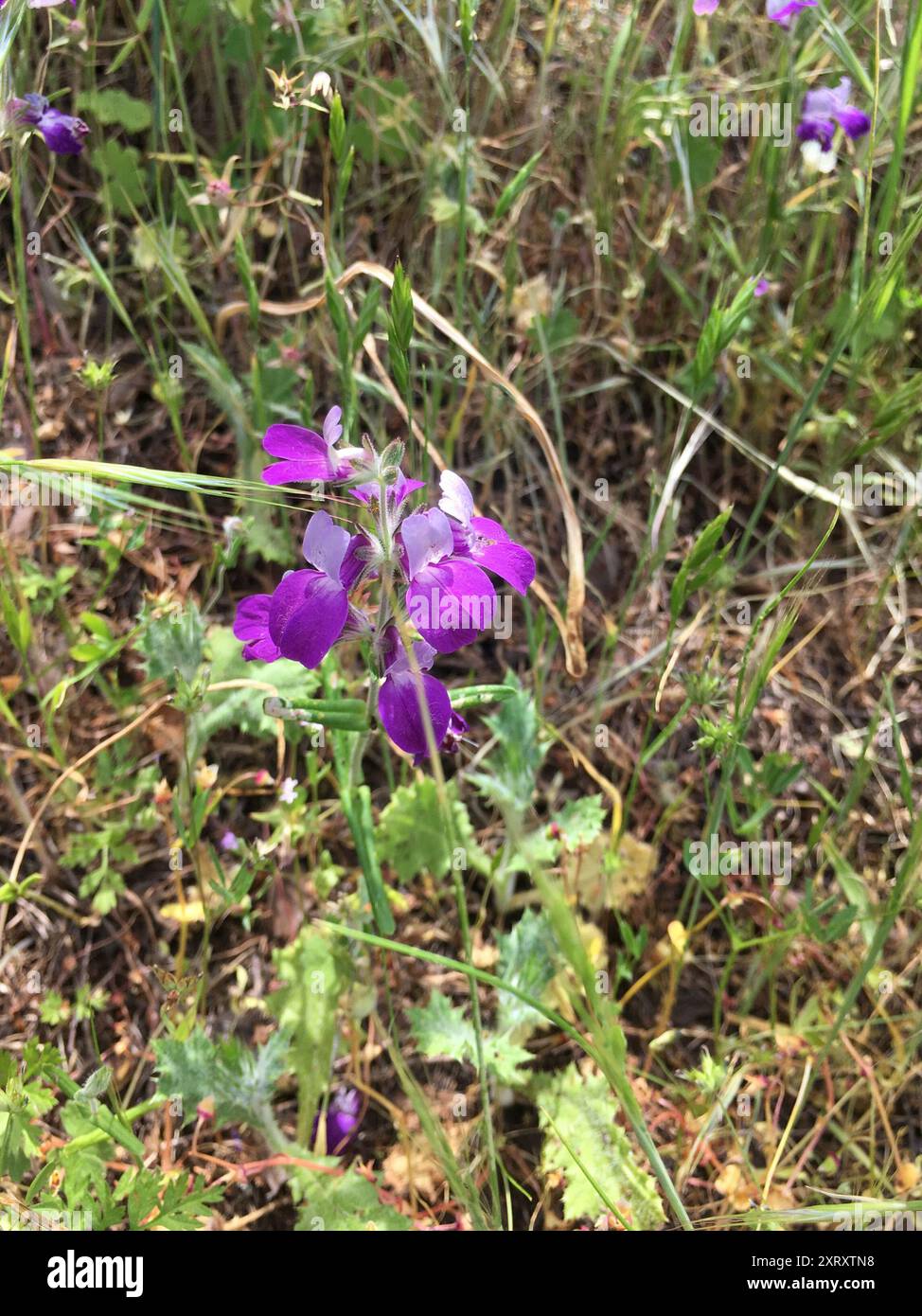 Purple Chinese Houses (Collinsia heterophylla) Plantae Stock Photo - Alamy
