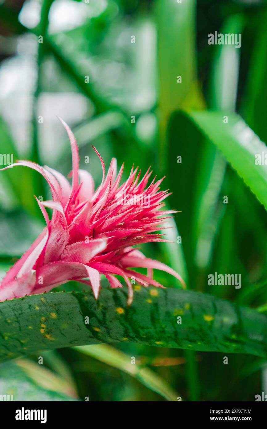 Pink Aechmea Fasciata From the Bromeliaceae Family Stock Photo - Alamy