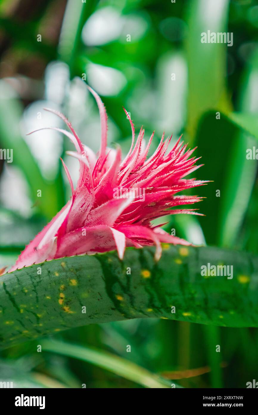 Pink Aechmea Fasciata From the Bromeliaceae Family Close Up Stock Photo ...