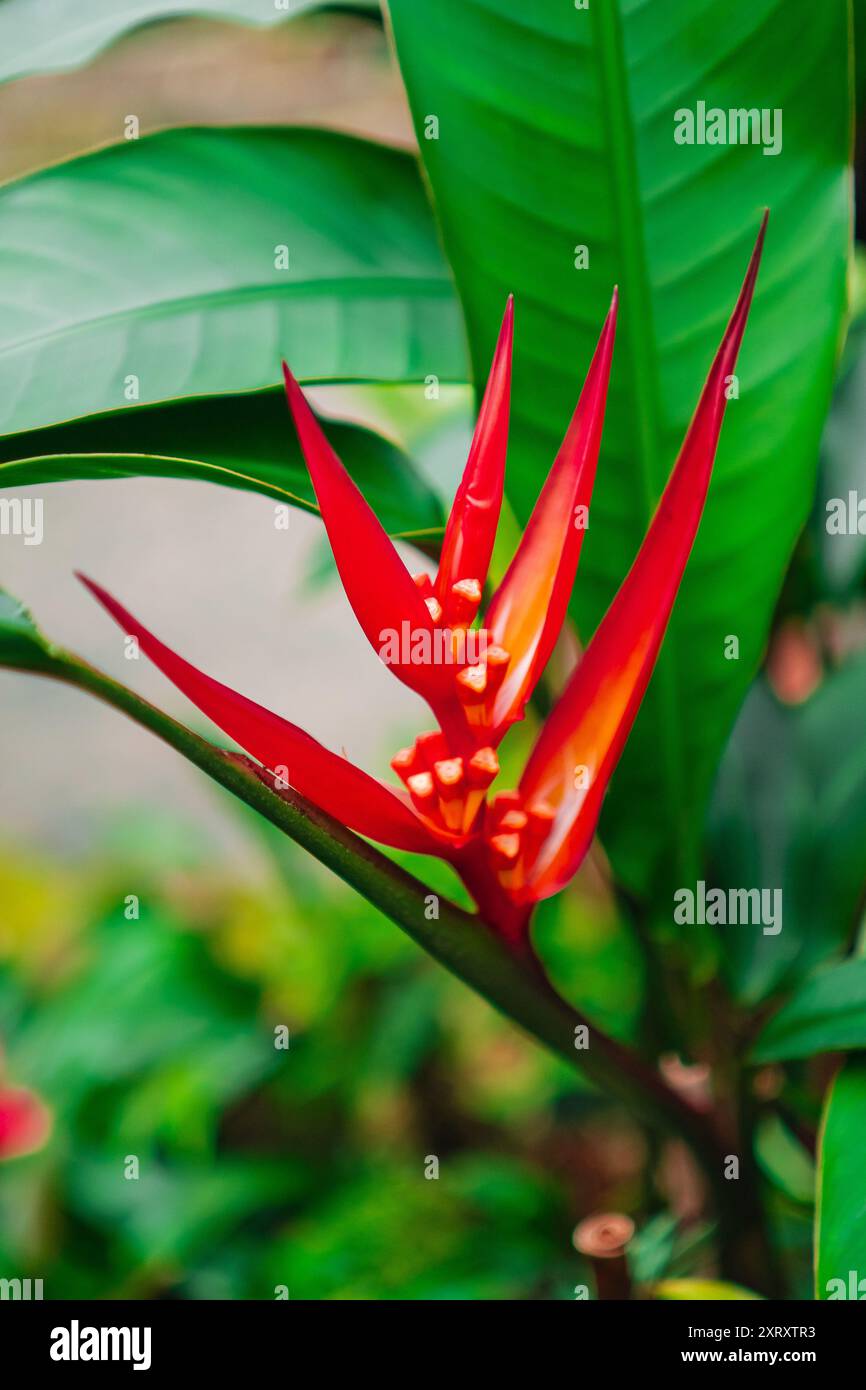Heliconia psittacorum flower plant in hi-res stock photography and ...