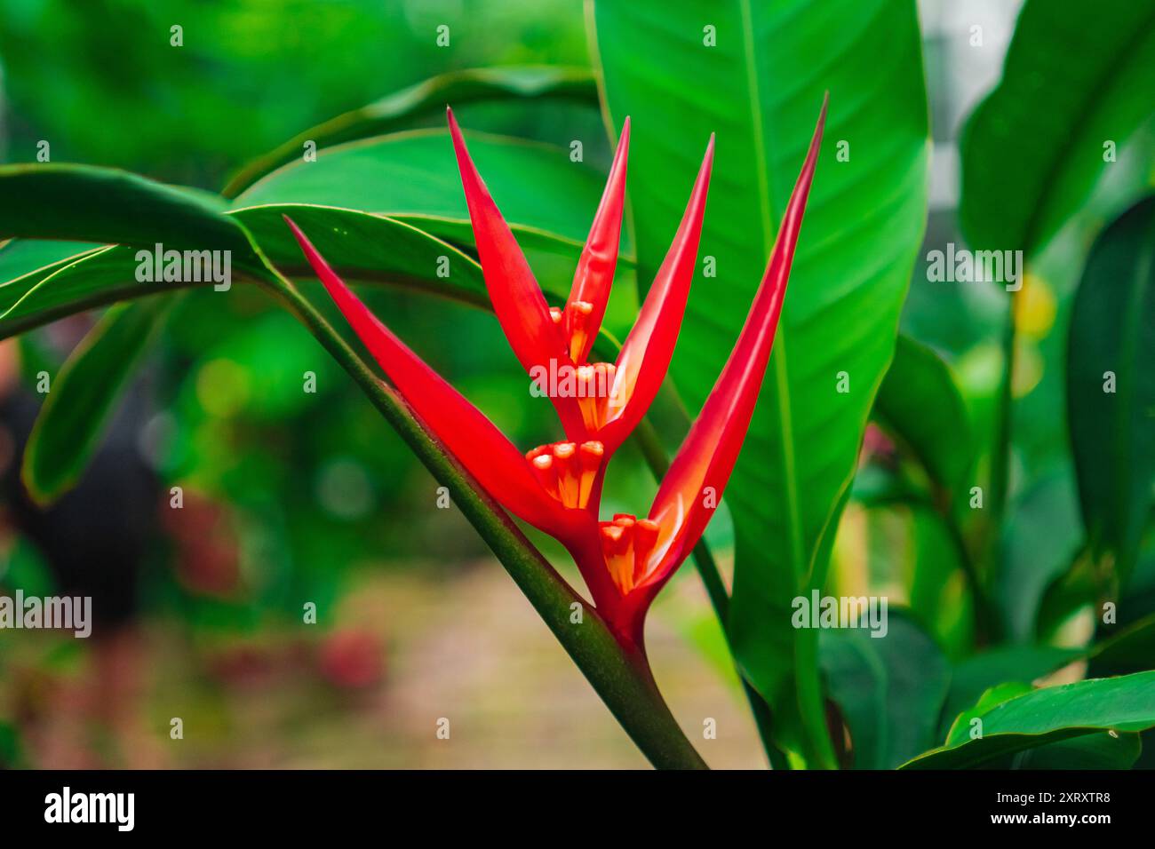 Beautiful heliconia parrot flower hi-res stock photography and images ...