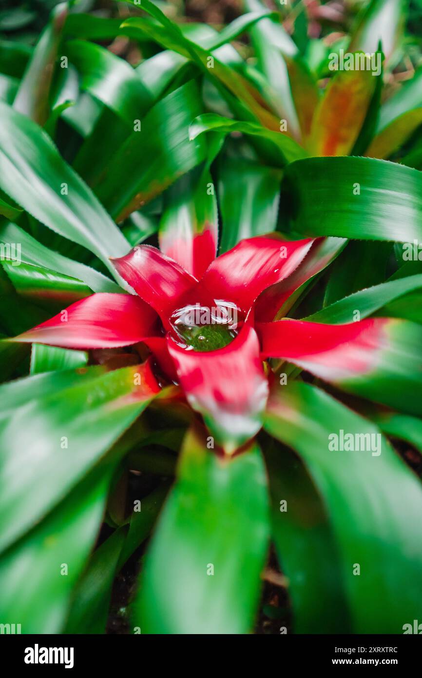 Red Nidularium Innocentii Rain Forest Plant Stock Photo - Alamy