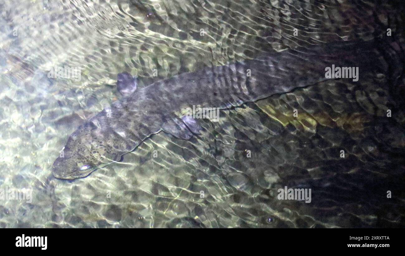 Australian Long-finned Eel (Anguilla reinhardtii) Actinopterygii Stock ...