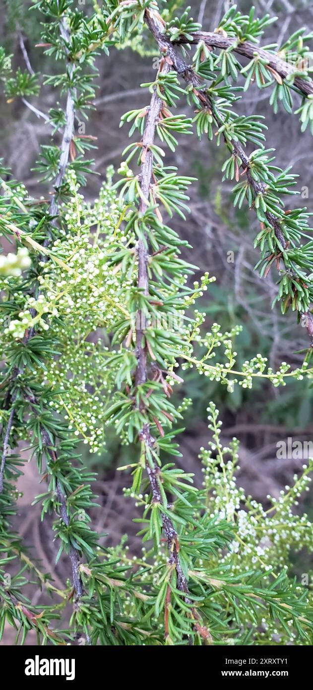 chamise (Adenostoma fasciculatum) Plantae Stock Photo - Alamy