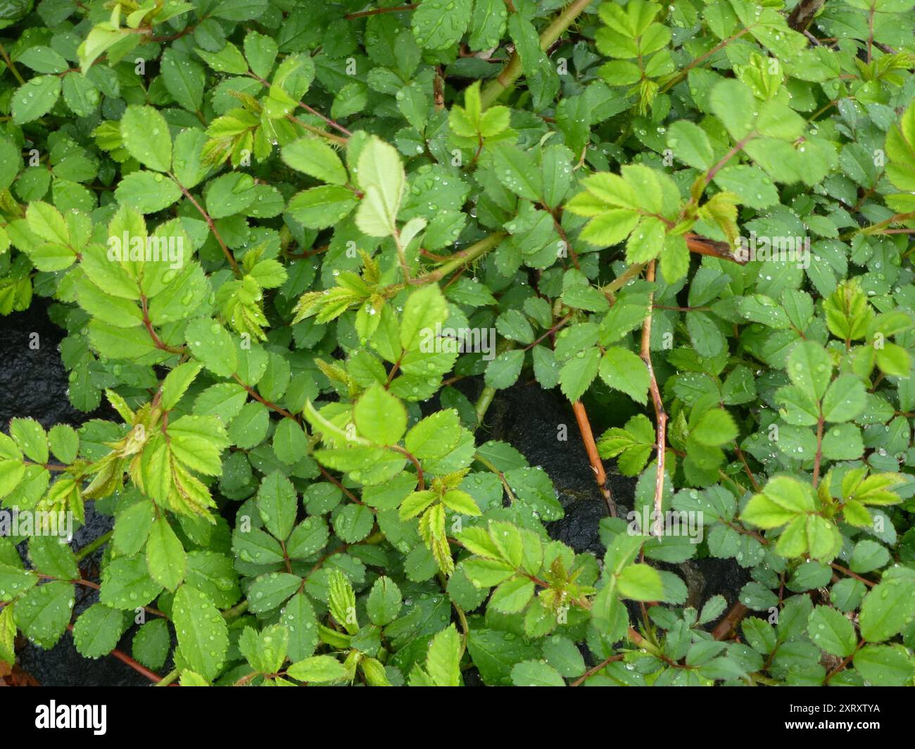 multiflora rose (Rosa multiflora) Plantae Stock Photo - Alamy