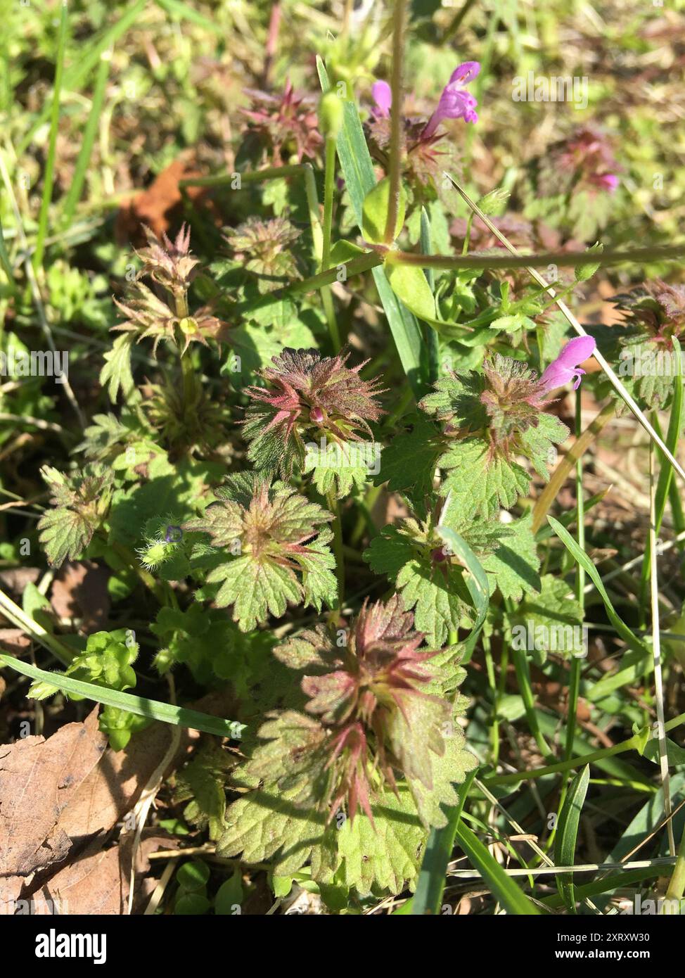 cutleaf deadnettle (Lamium hybridum) Plantae Stock Photo - Alamy
