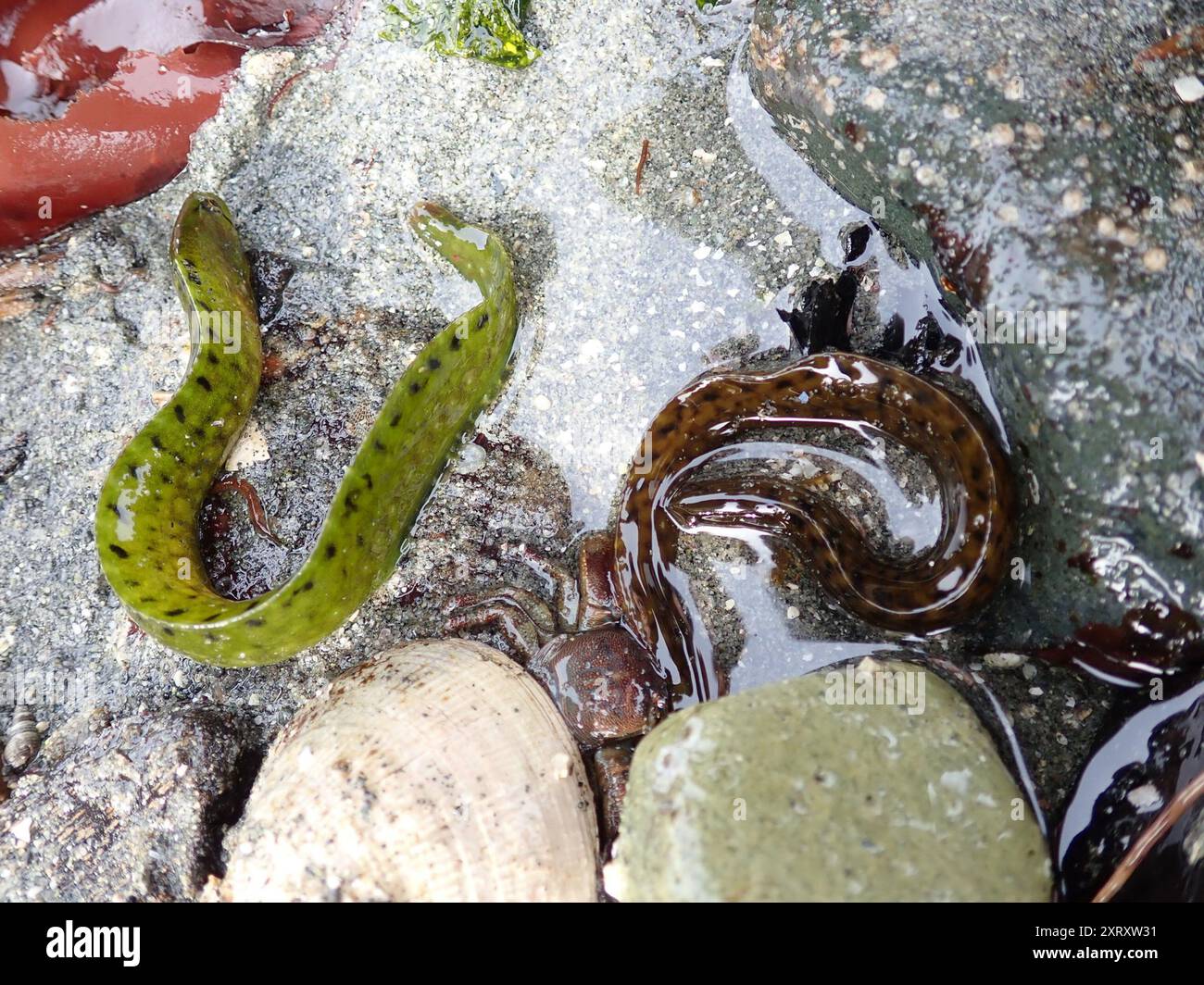 Apodichthys hi-res stock photography and images - Alamy