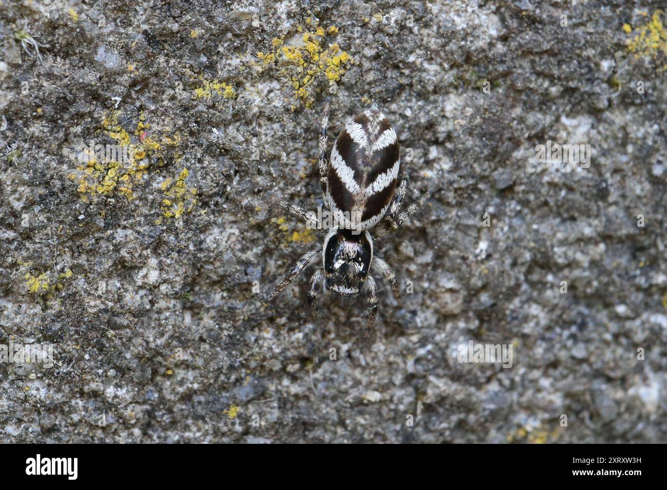 Zebra Jumping Spider (Salticus scenicus) Arachnida Stock Photo - Alamy