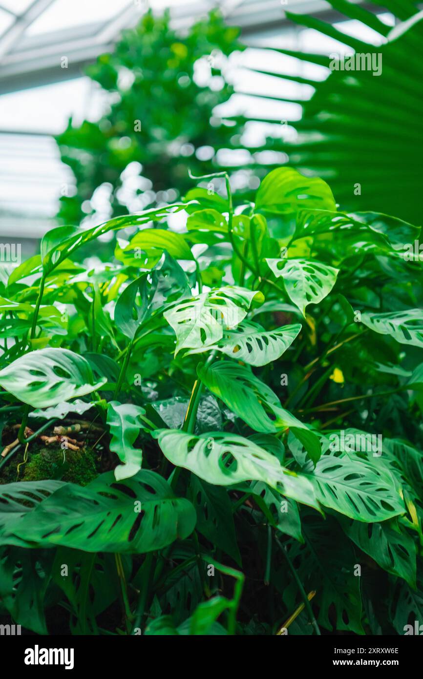 Green Leaves of Monstera Deliciosa in a Greenhouse Biotope Rain Forest ...