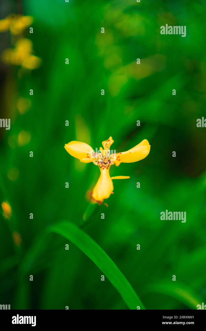 Yellow Apostle Plant Flower Known as Timezia Flower Plant in a Green ...