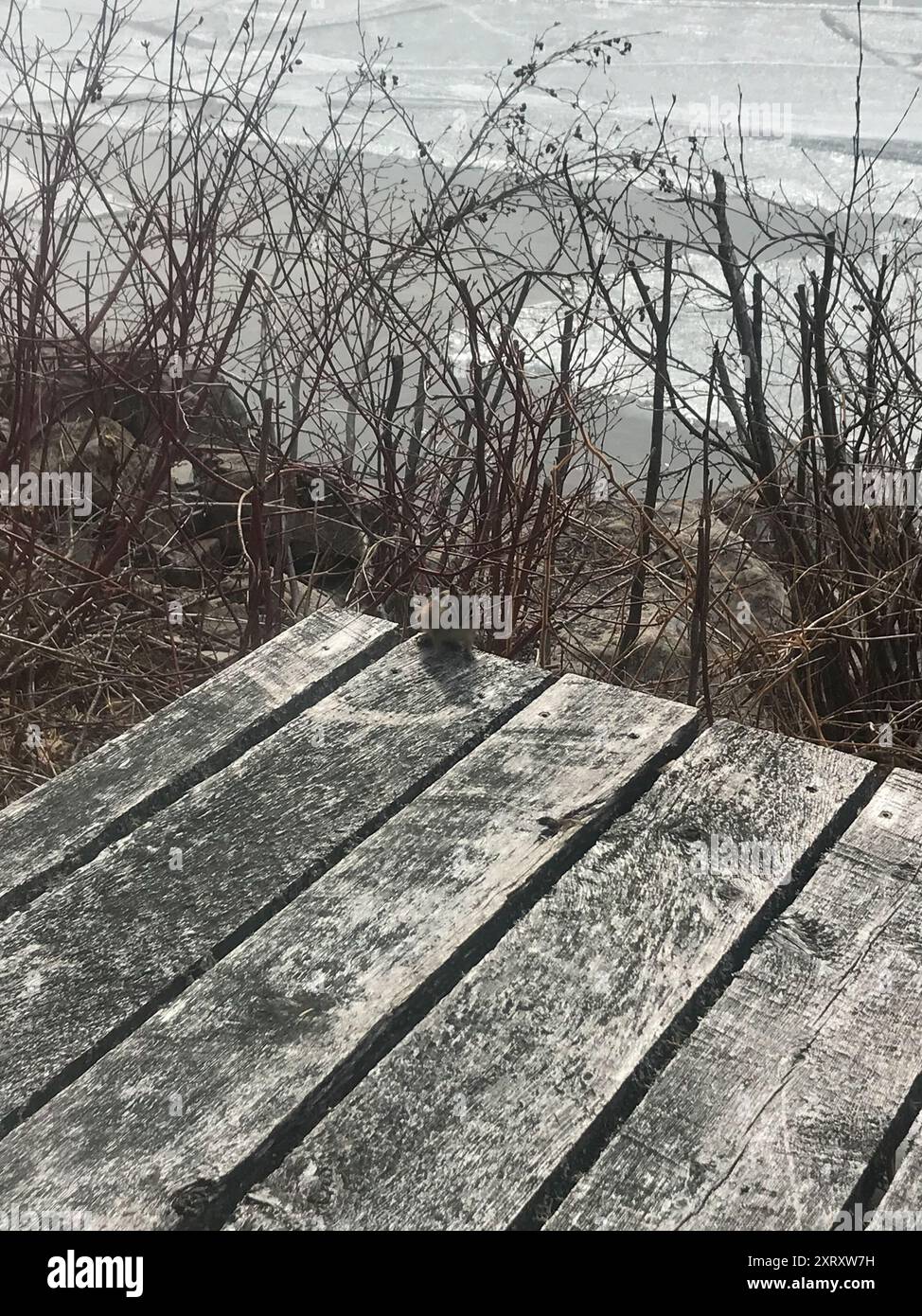 Least Chipmunk (Neotamias minimus) Mammalia Stock Photo - Alamy