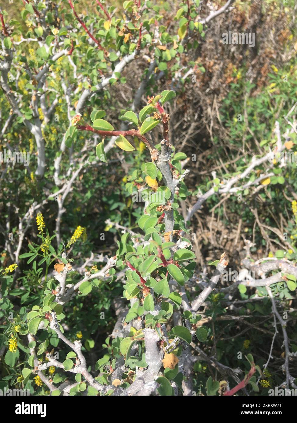 cliff spurge (Euphorbia misera) Plantae Stock Photo - Alamy