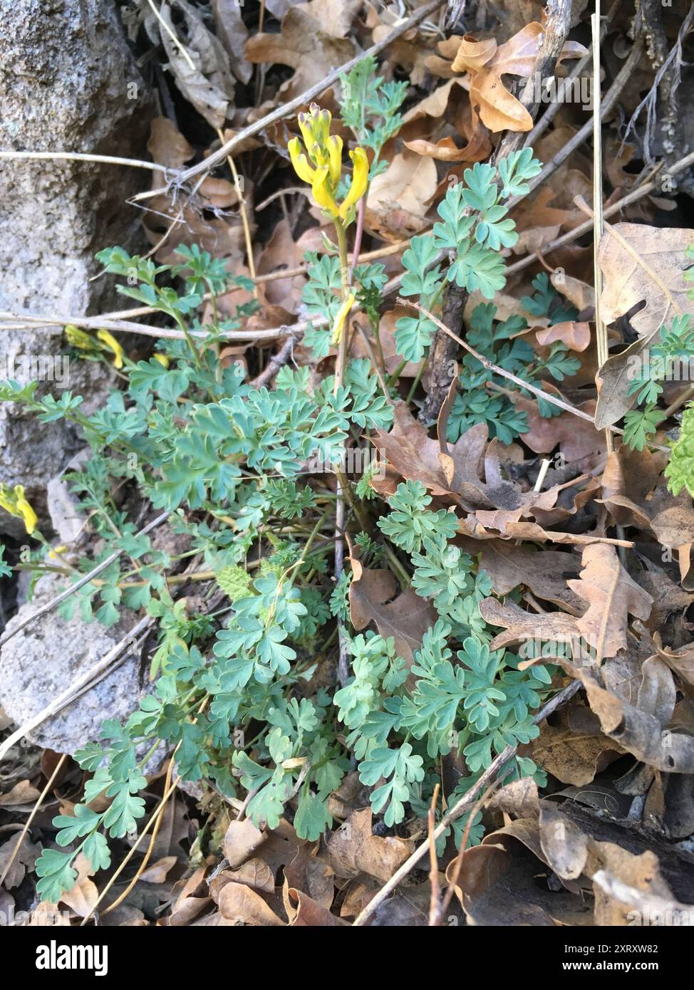 golden corydalis (Corydalis aurea) Plantae Stock Photo - Alamy