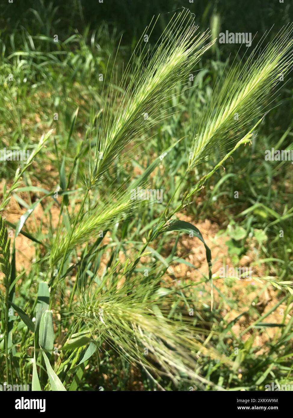 wall barley (Hordeum murinum) Plantae Stock Photo - Alamy