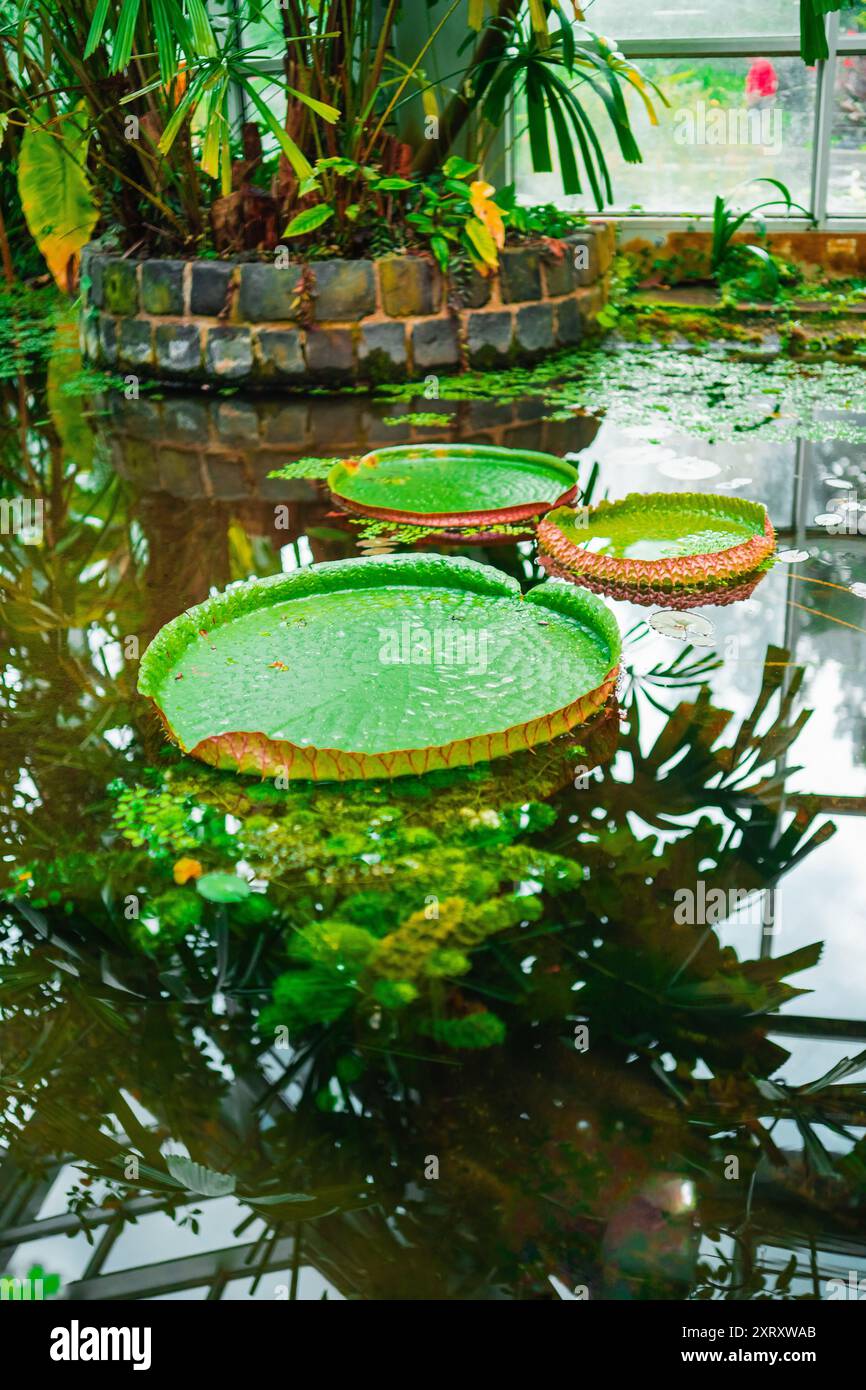 Pond With Green Water Lily Known as Victoria Cruziana in a Tropical Ecological Biotope ...