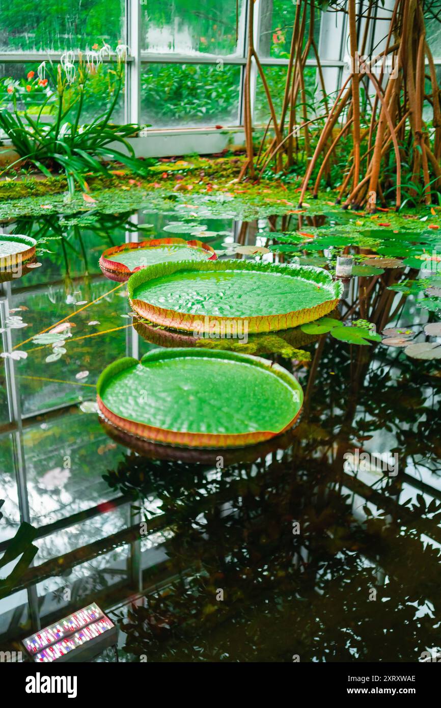 Pond With Green Water Lily Known as Victoria Cruziana in a Tropical Ecological Biotope ...