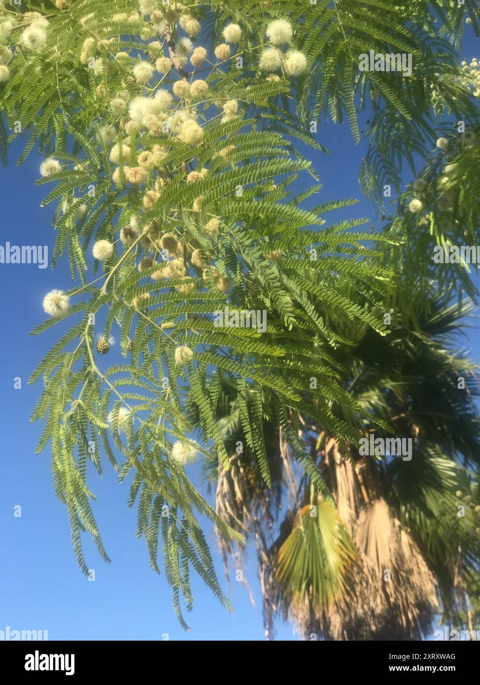White leadtree (Leucaena leucocephala) Plantae Stock Photo - Alamy