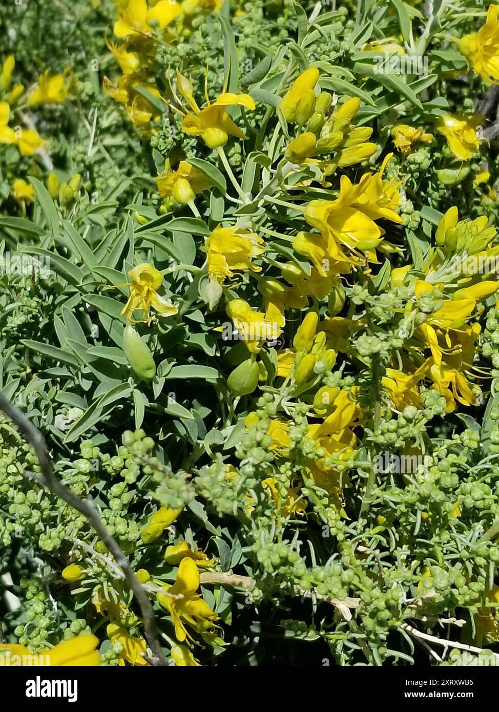 Bladderpod (Cleomella arborea) Plantae Stock Photo - Alamy