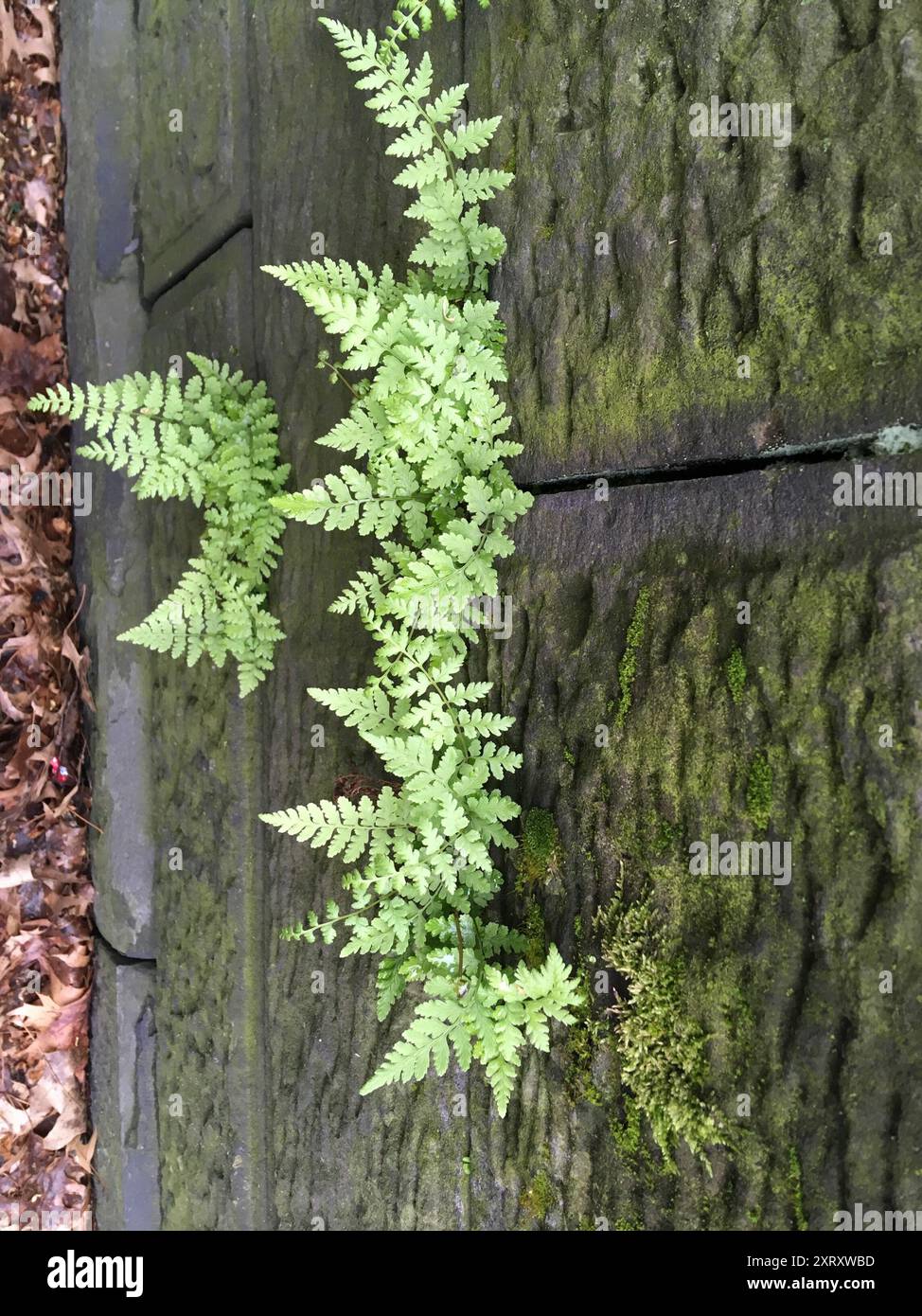 Mackay's Fragile Fern (Cystopteris tenuis) Plantae Stock Photo - Alamy