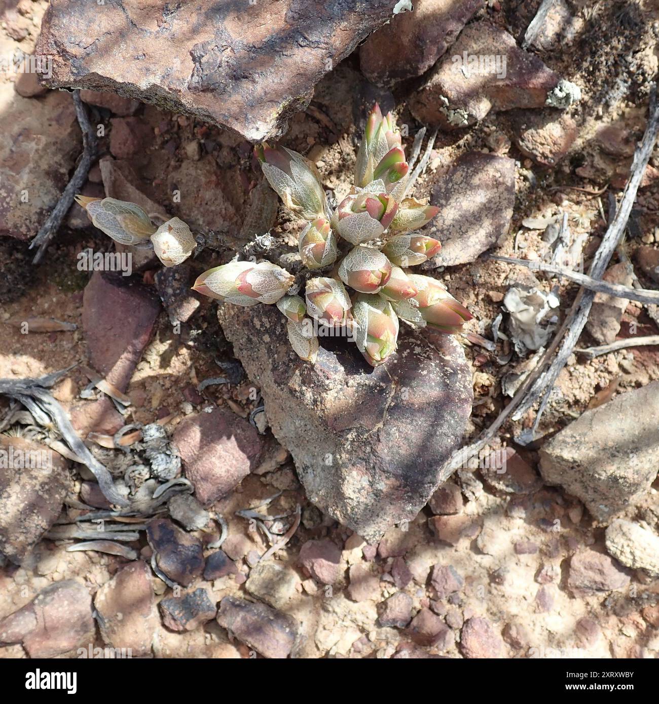 Namaqua Skeletonfig (Mesembryanthemum tortuosum) Plantae Stock Photo ...