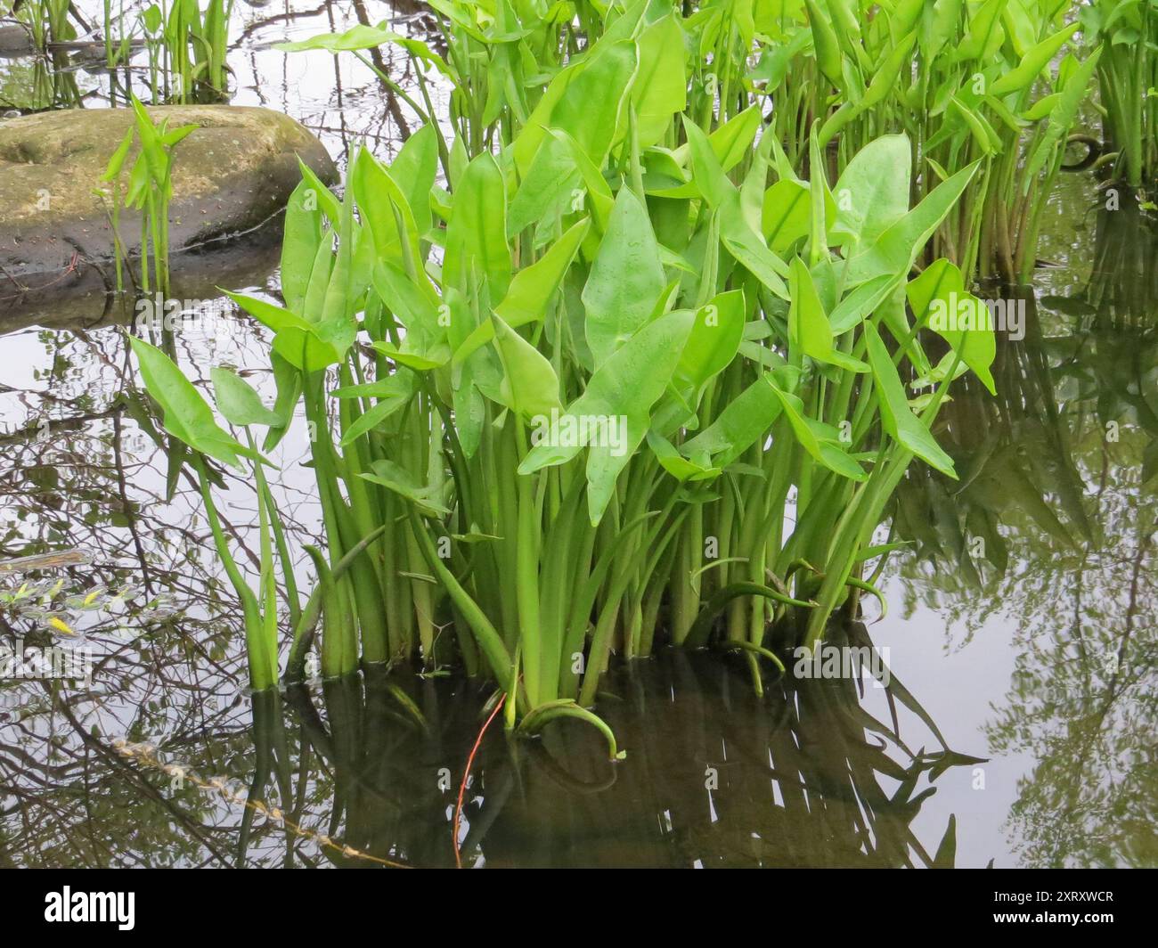 Green Arrow Arum (Peltandra virginica) Plantae Stock Photo - Alamy