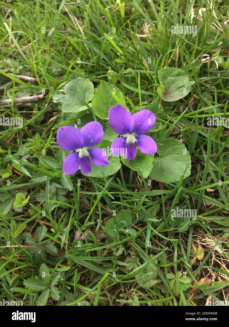 common blue violet (Viola sororia) Plantae Stock Photo - Alamy