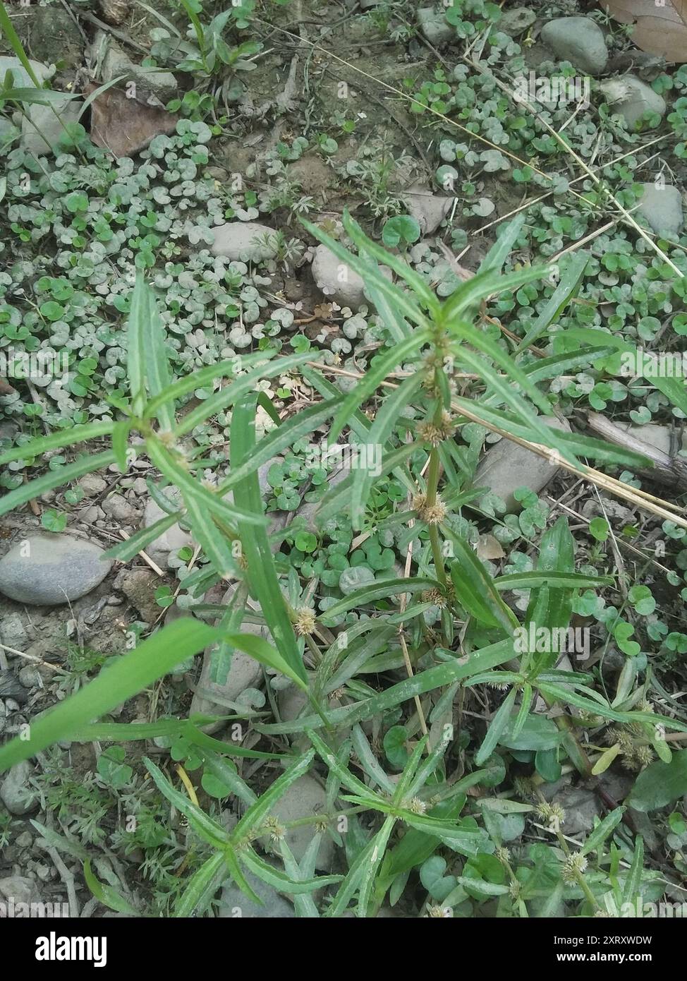 Sessile Joyweed (Alternanthera sessilis) Plantae Stock Photo - Alamy