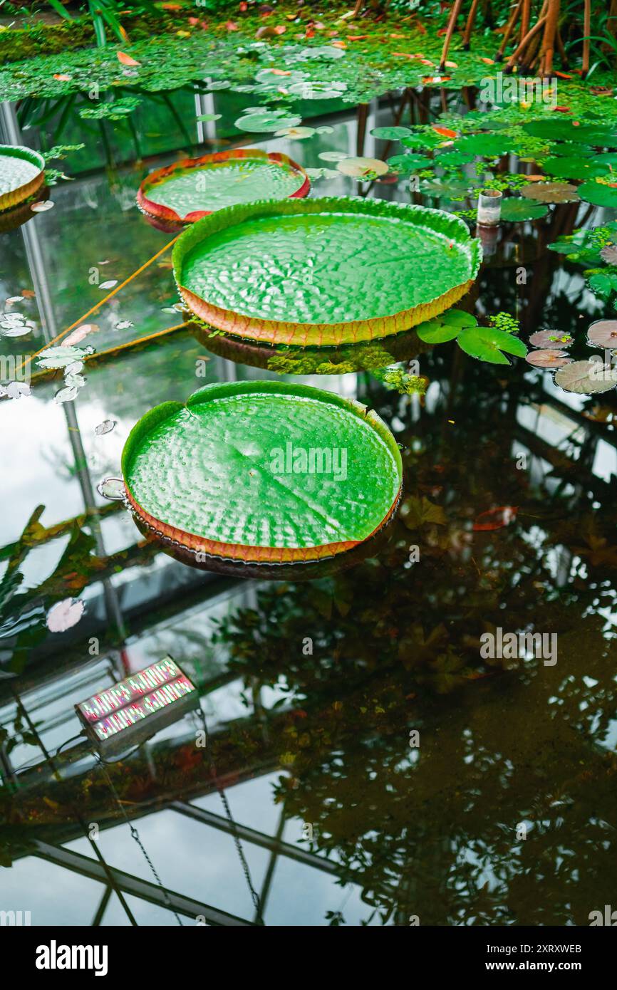 Water Lily Victoria Cruziana in Pond Stock Photo - Alamy