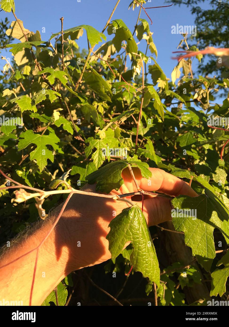 mustang grape (Vitis mustangensis) Plantae Stock Photo - Alamy