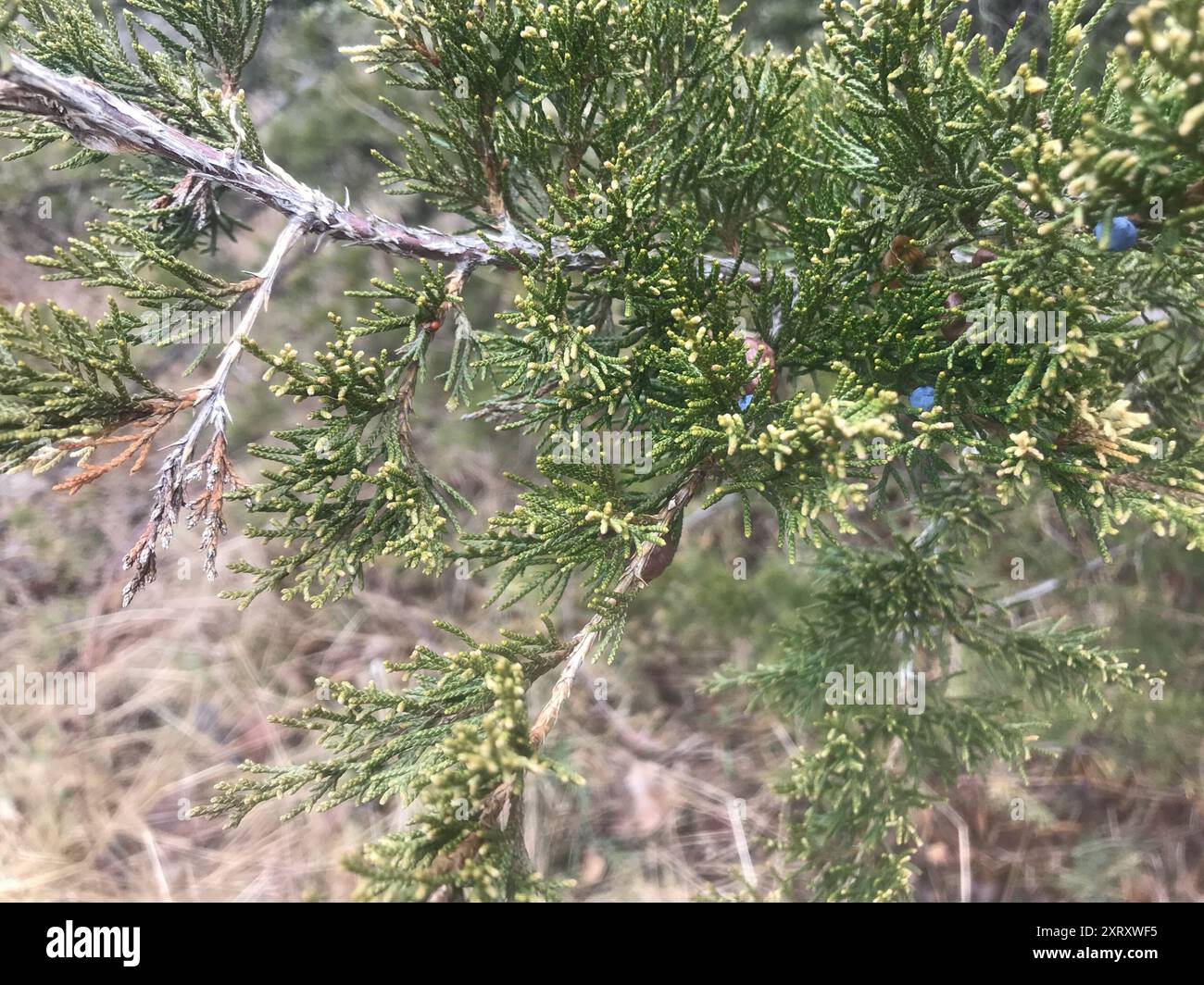 eastern redcedar (Juniperus virginiana) Plantae Stock Photo - Alamy