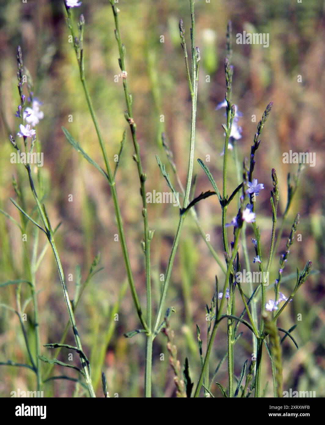 Verbena halei texas vervain hi-res stock photography and images - Alamy
