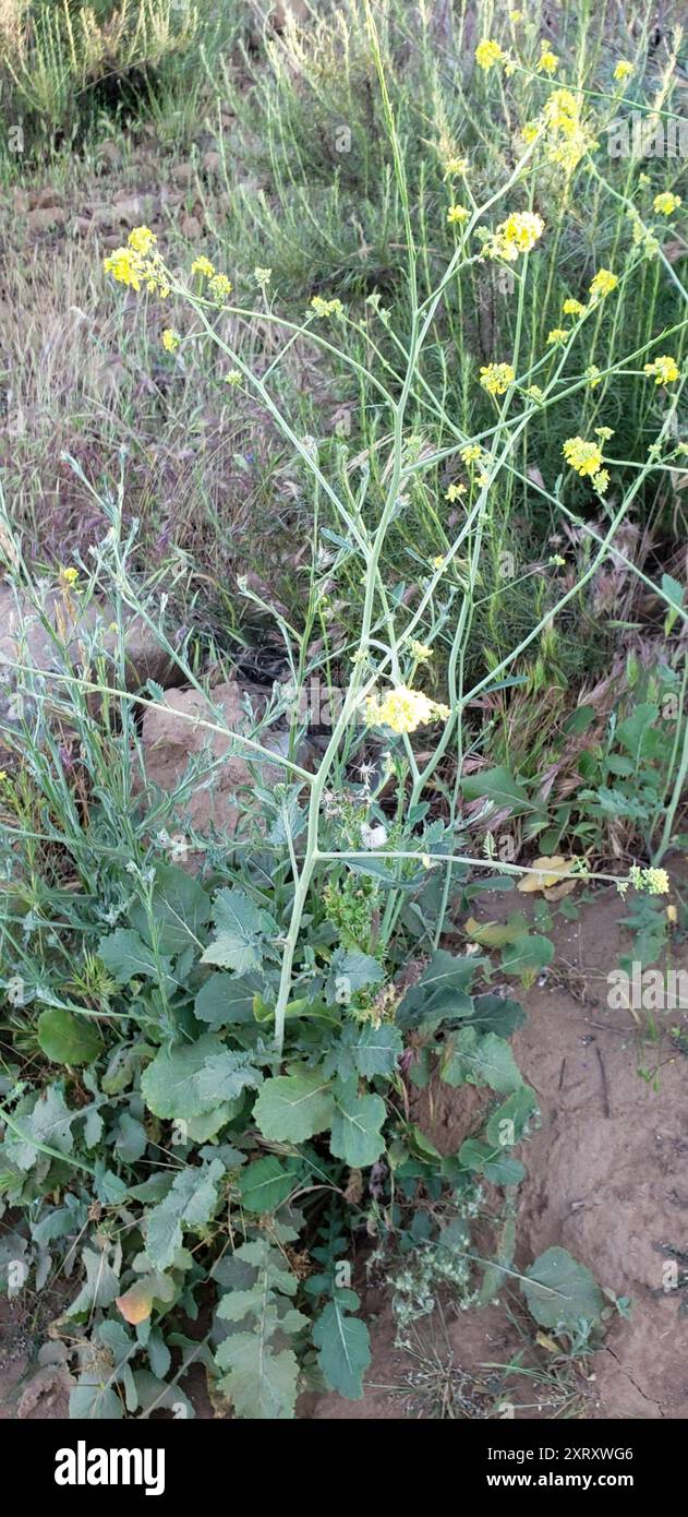 mustard family (Brassicaceae) Plantae Stock Photo - Alamy