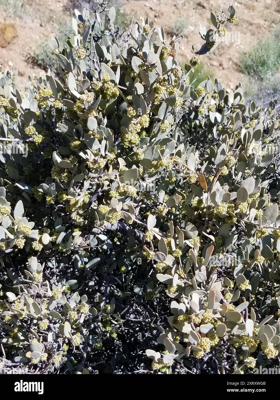 jojoba (Simmondsia chinensis) Plantae Stock Photo - Alamy