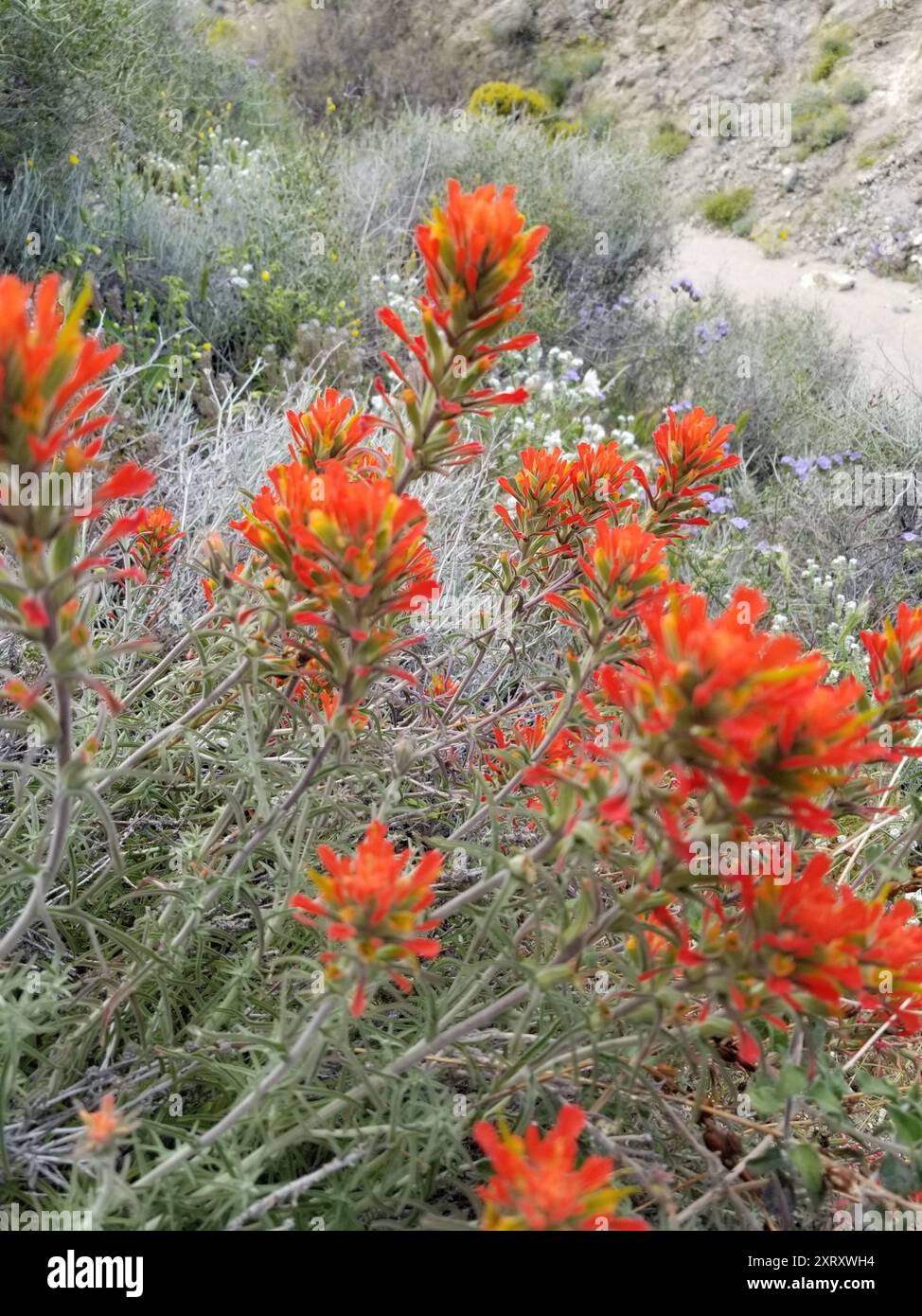 Woolly Indian Paintbrush (Castilleja foliolosa) Plantae Stock Photo - Alamy