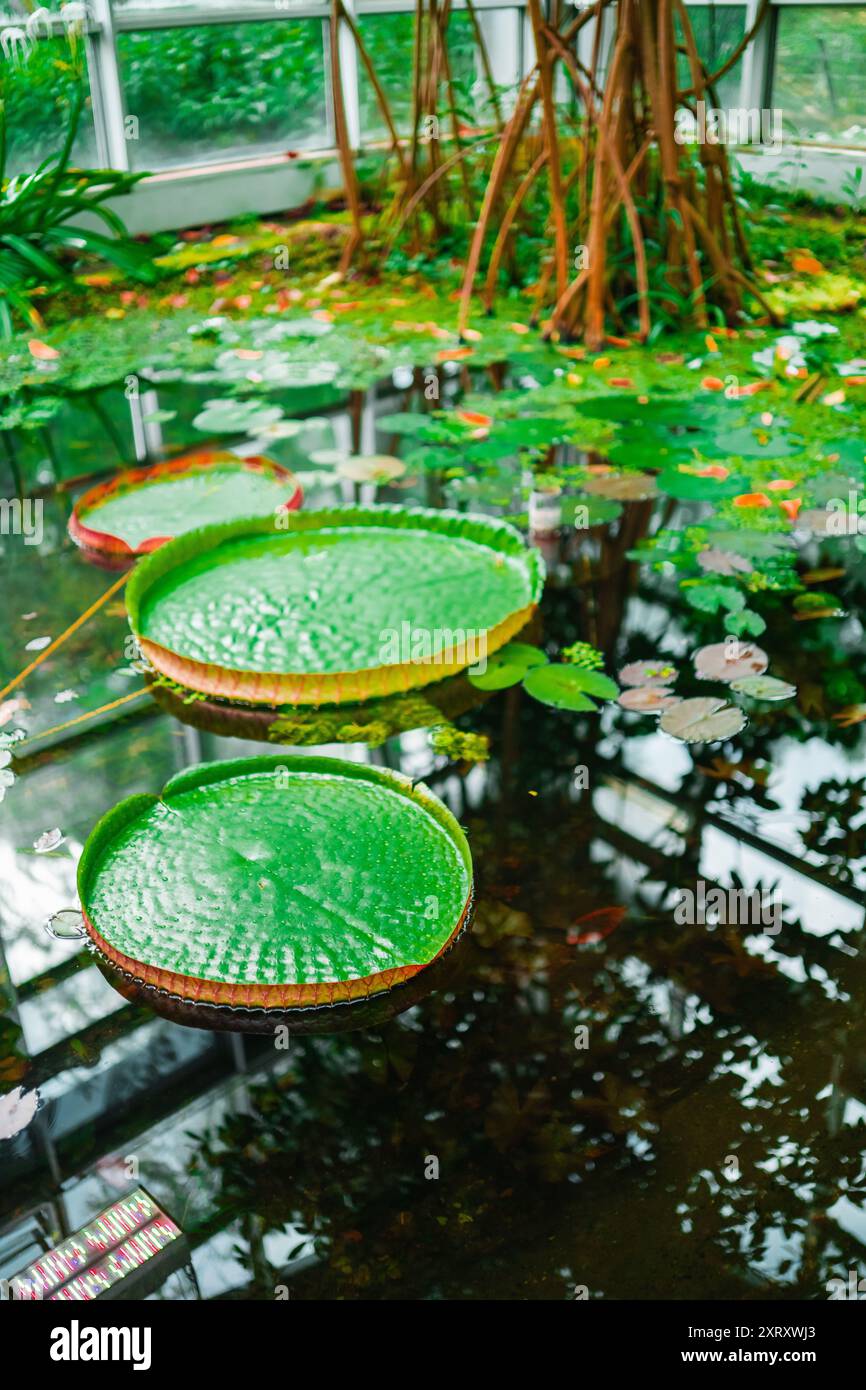 Water Lilies Victoria Cruziana in Pond Stock Photo - Alamy