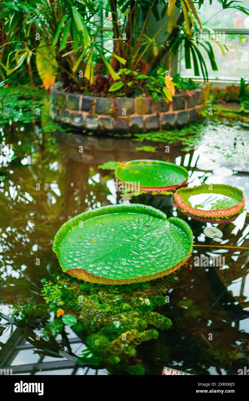 Pond With Green Victoria Cruziana Water Lily Stock Photo - Alamy