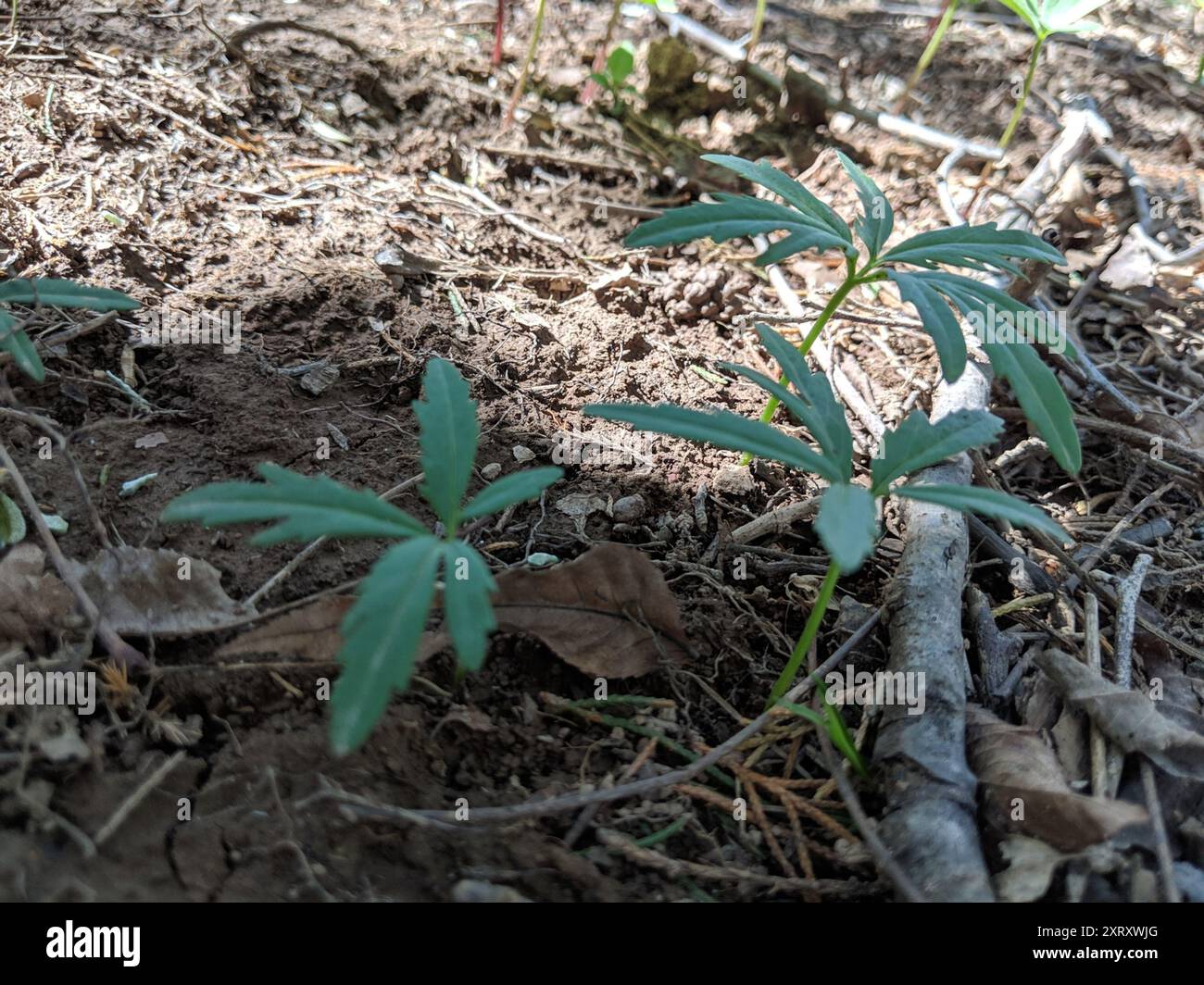 cut-leaved toothwort (Cardamine concatenata) Plantae Stock Photo - Alamy