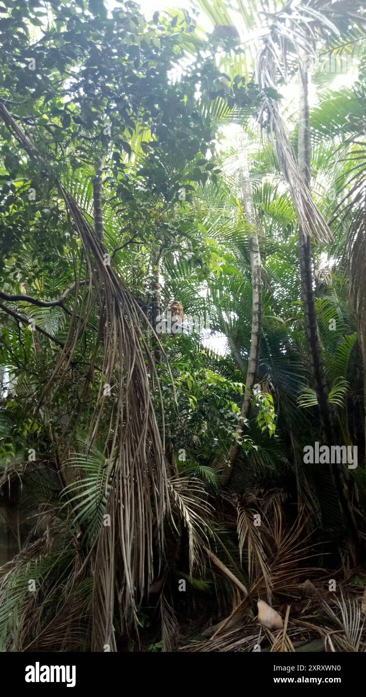 Southern Boobook (Ninox boobook) Aves Stock Photo - Alamy