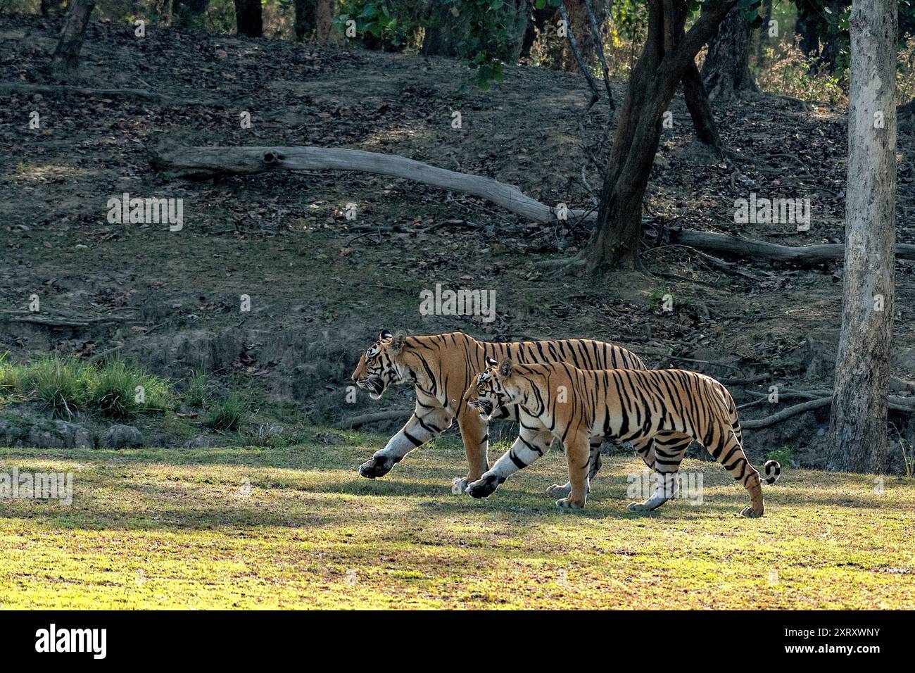 Marching tigers in nature hi-res stock photography and images - Alamy