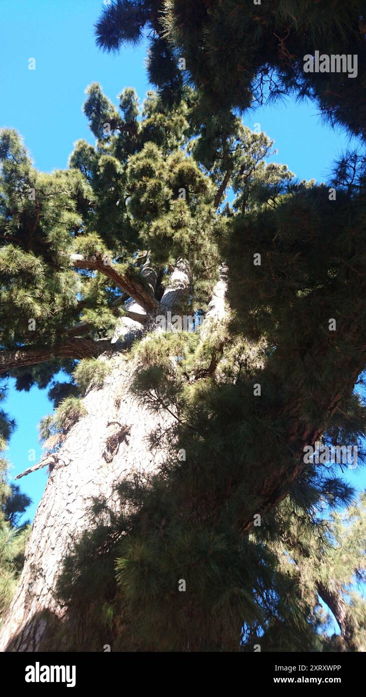 Canary Island pine (Pinus canariensis) Plantae Stock Photo - Alamy