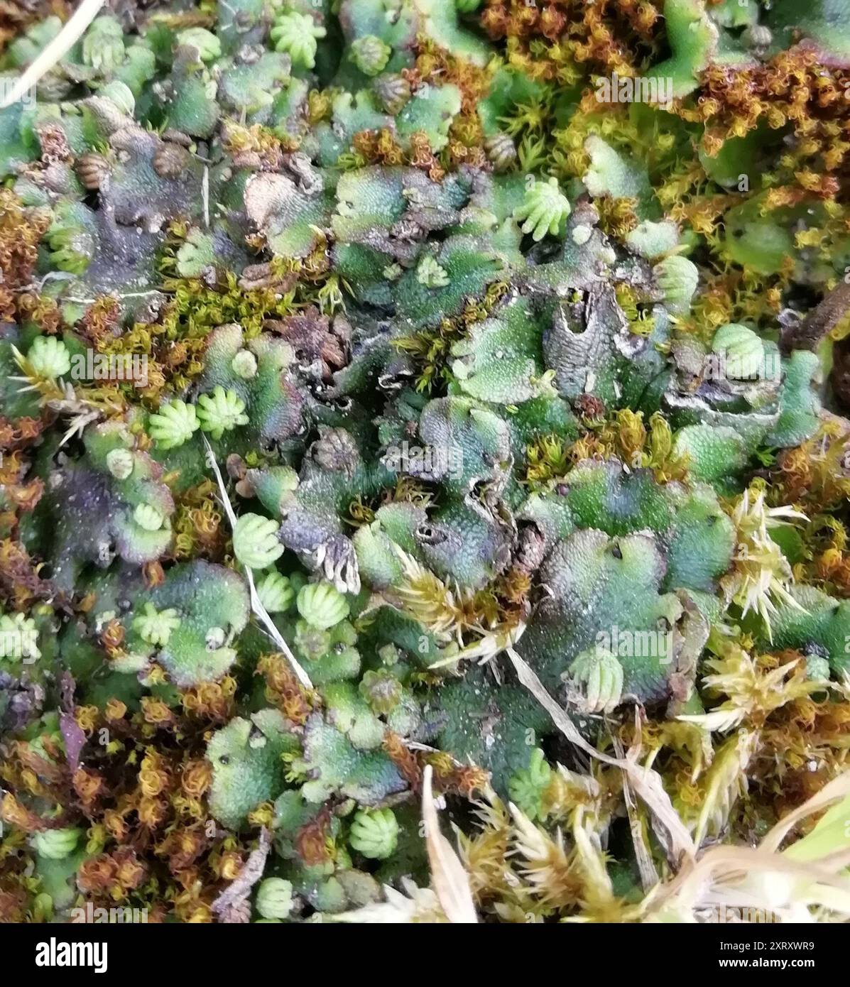Common Liverwort (Marchantia polymorpha) Plantae Stock Photo - Alamy