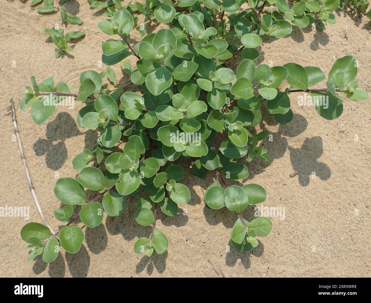 Beach Vitex (Vitex rotundifolia) Plantae Stock Photo - Alamy