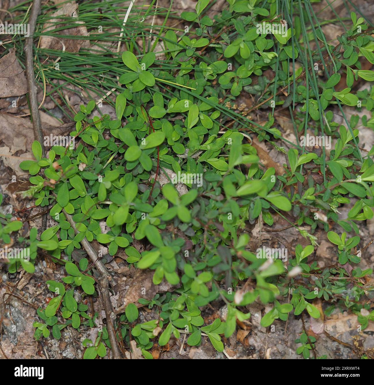 vascular plants (Tracheophyta) Plantae Stock Photo - Alamy