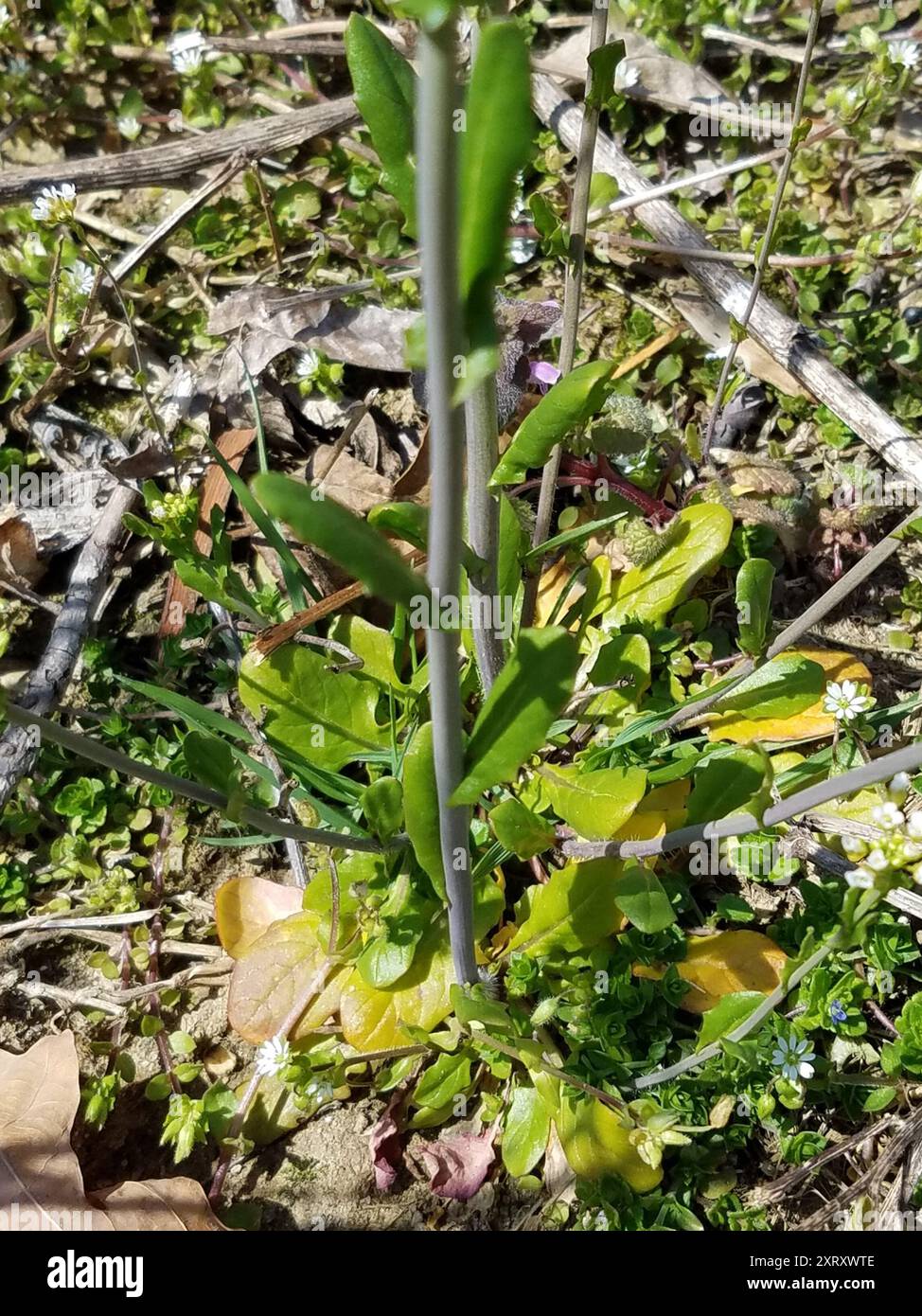 garlic penny-cress (Mummenhoffia alliacea) Plantae Stock Photo - Alamy