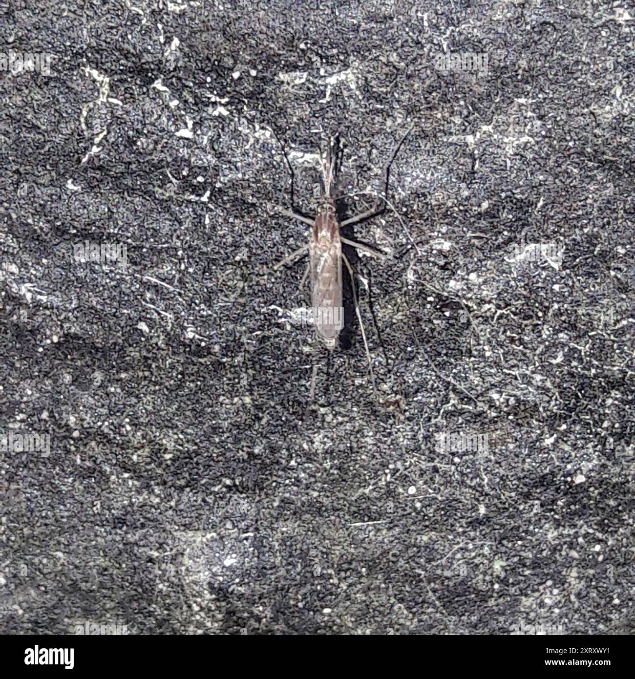 Common house mosquito (Culex pipiens) Insecta Stock Photo - Alamy