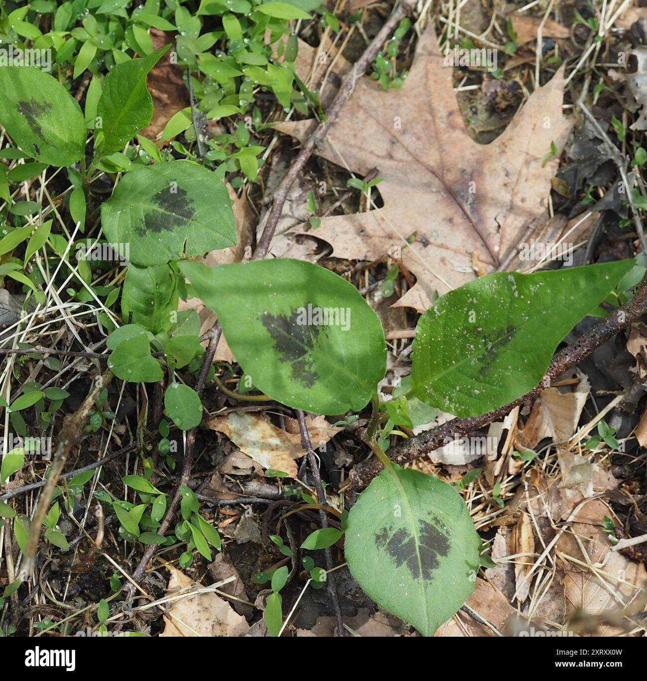 American jumpseed (Persicaria virginiana) Plantae Stock Photo - Alamy