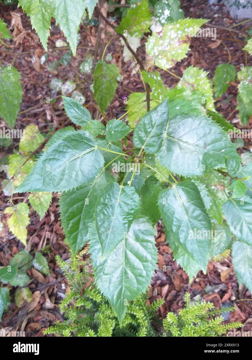 Wineberry (Aristotelia serrata) Plantae Stock Photo - Alamy