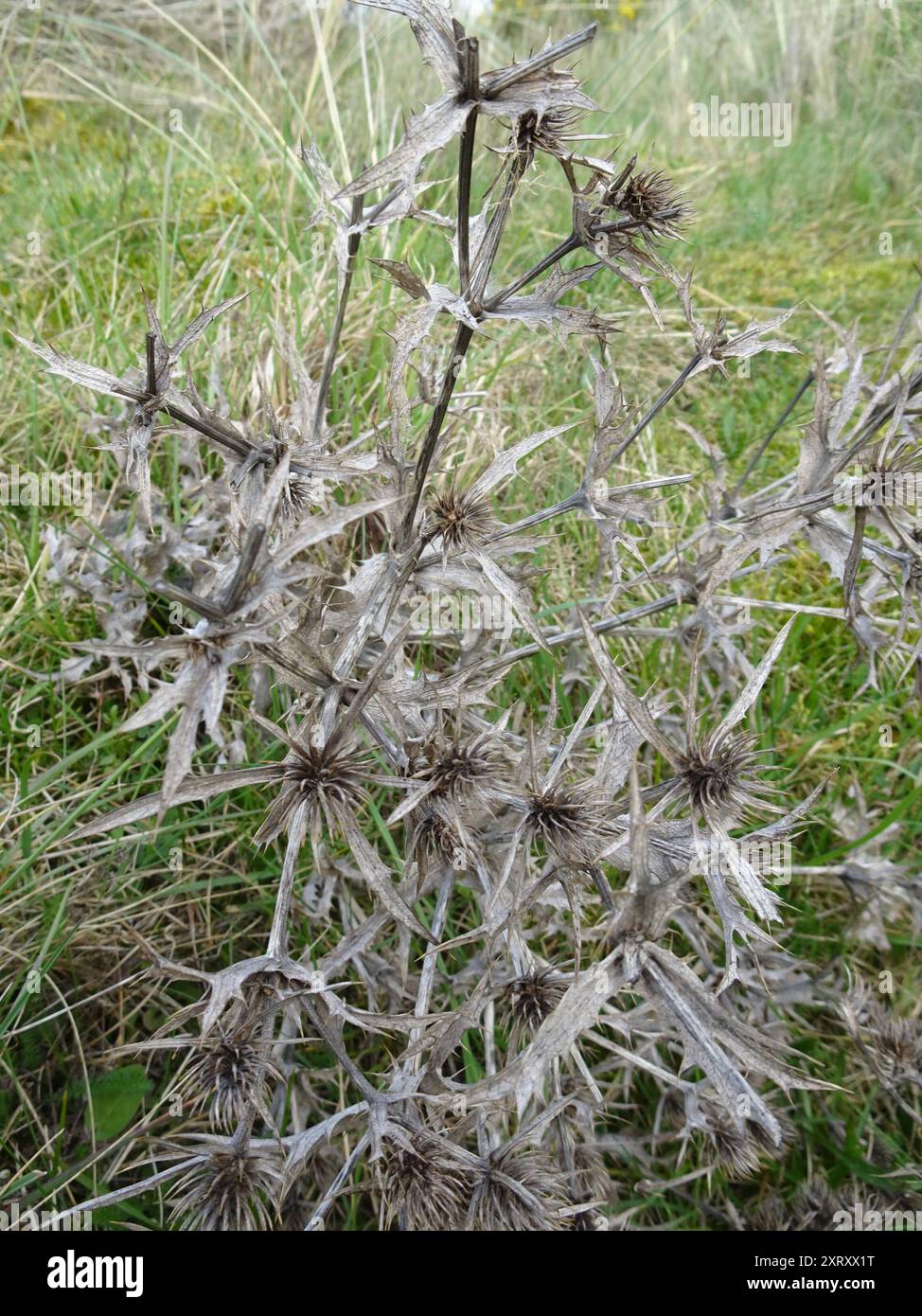 Field Eryngo (Eryngium campestre) Plantae Stock Photo - Alamy