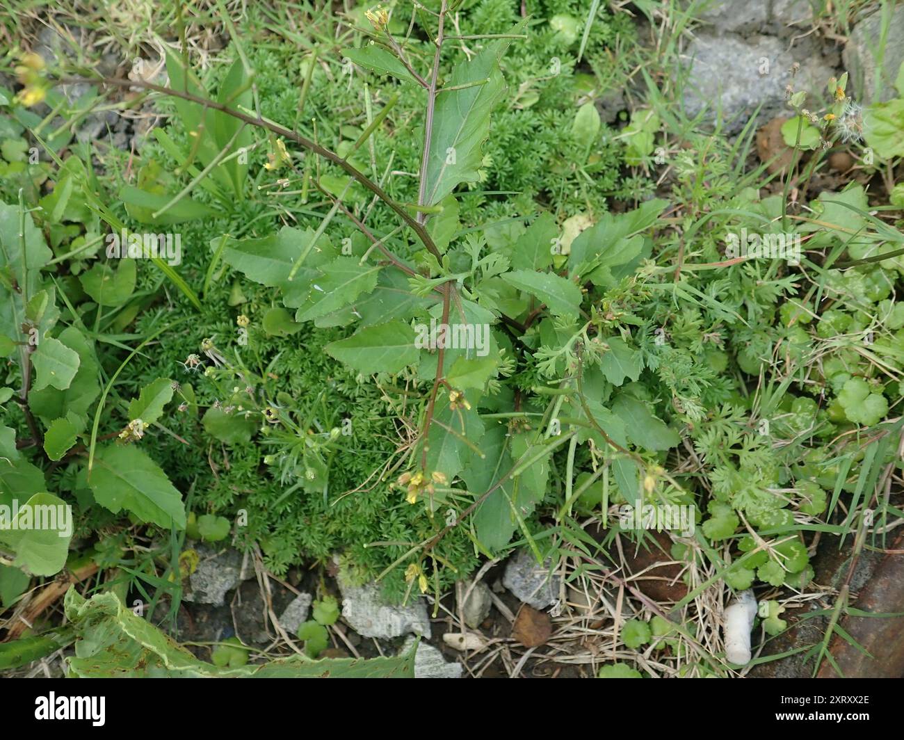 Diverse-leaf Yellowcress (Rorippa indica) Plantae Stock Photo - Alamy