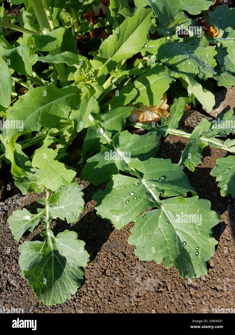 Turnip (Brassica rapa rapa) Plantae Stock Photo - Alamy